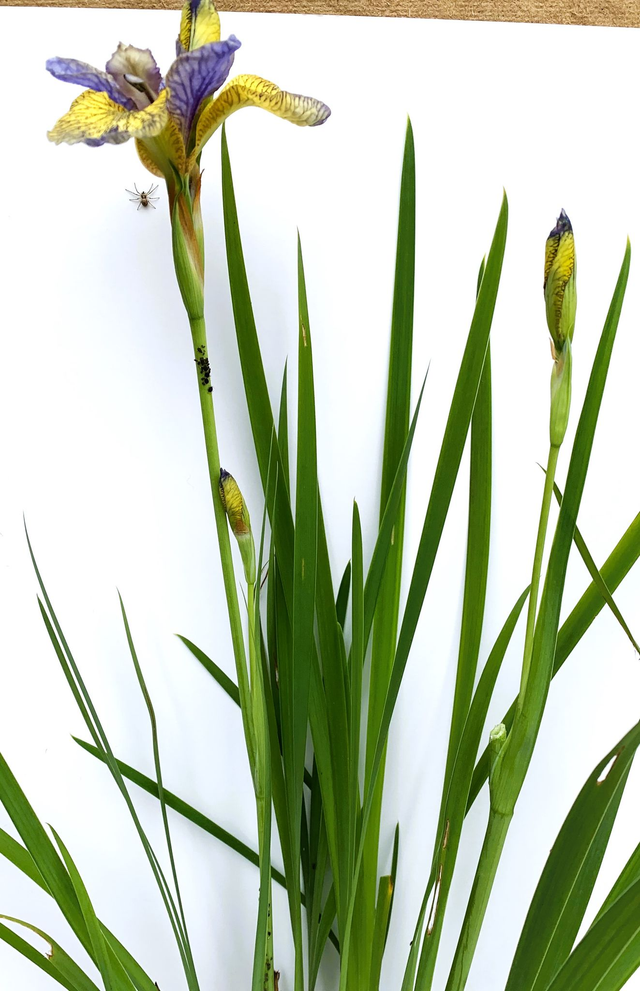 Iris Sibirica " Colonel Mustard"