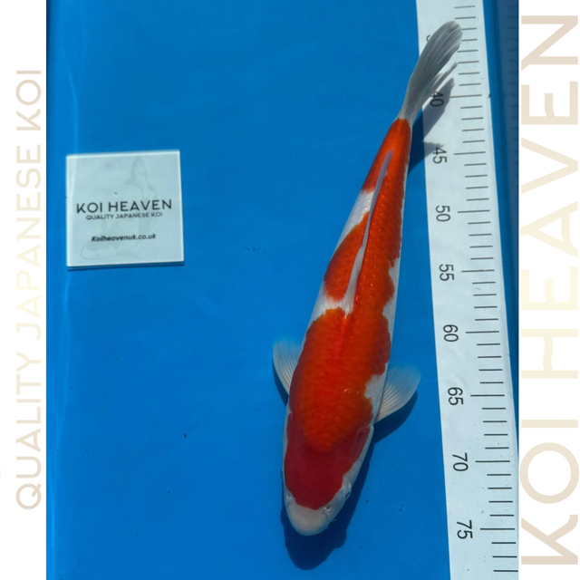 Momotaro Koi Farm 43cm Jumbo Tosai Kohaku | Koi Heaven