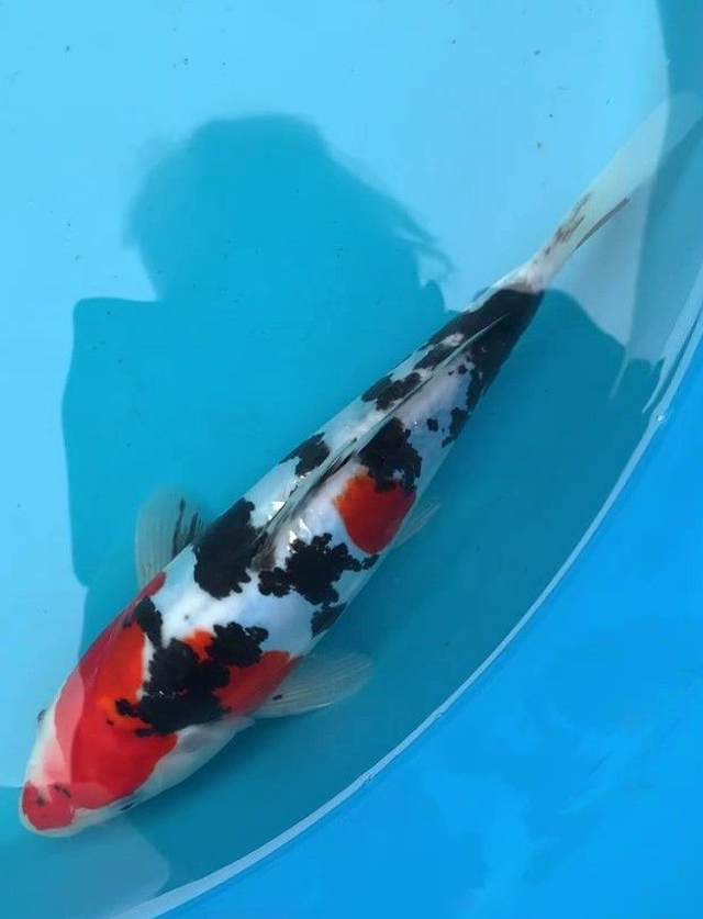 Sanke - HQ Doitsu ( Gin Rin ) from SHINODA - approx 30cm