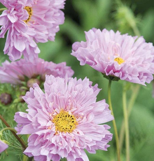 Cosmos Double Dutch Rose