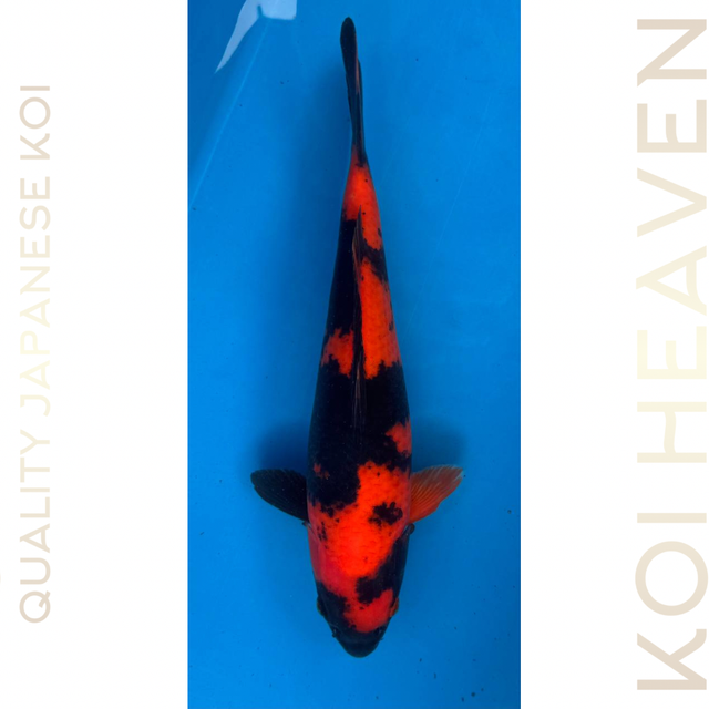 Koi Heaven